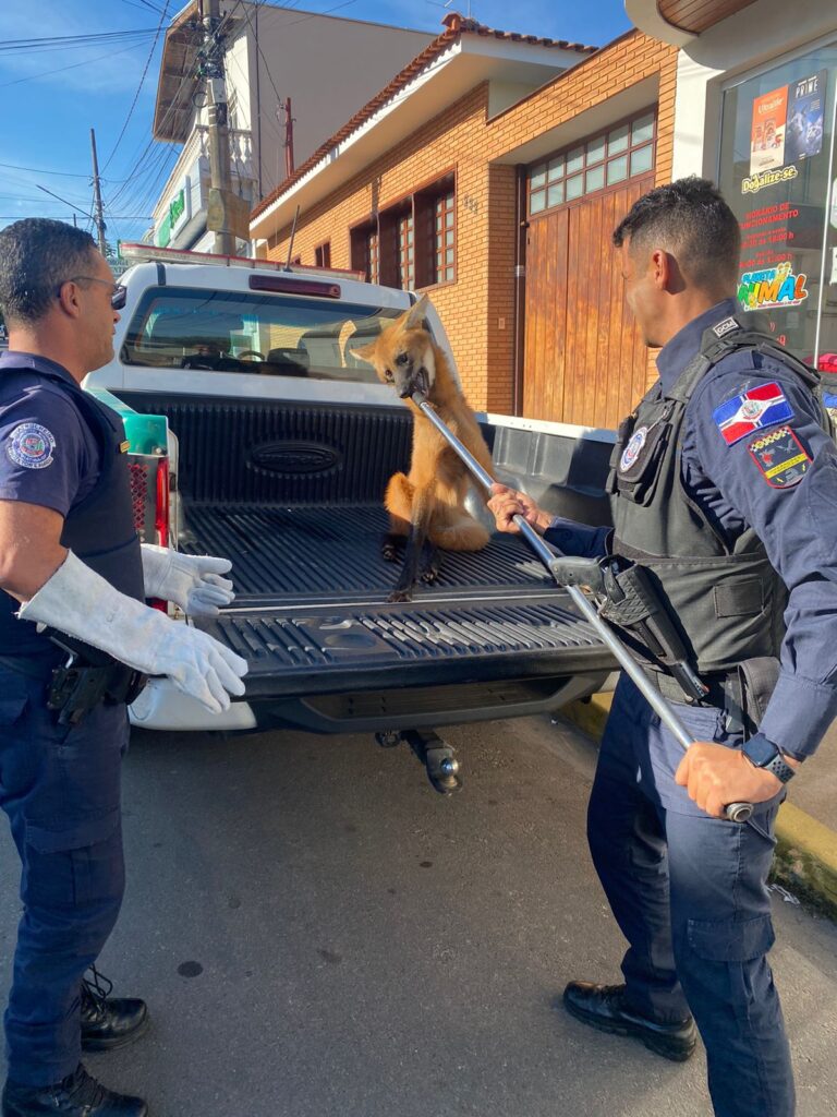 Guarda Civil Municipal de Tapiratiba resgata Lobo-guará vítima de ...